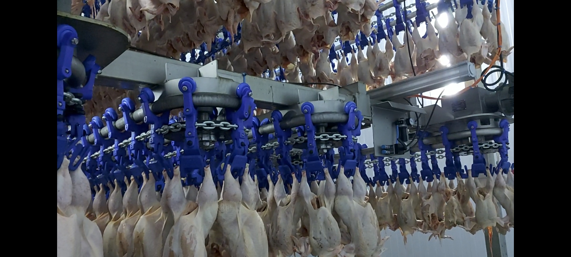 ferma avicola si abator pasari